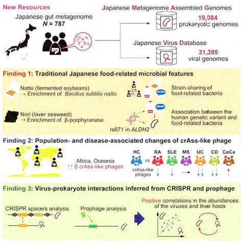 The Intestinal Microflora And Viral Flora Of The Japanese Population