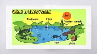Understanding Ecosystems Balance In Nature Pdf
