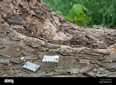 Uk Tree Identification Hi Res Stock Photography And Images Alamy