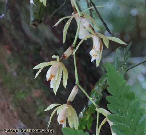 5140 香花貝母蘭 標室沒收錄 境外攝