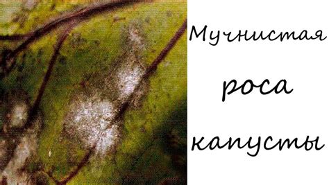 Мучнистая роса капусты - AgroFlora.ru