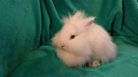 Cute And Hairy Scrolller