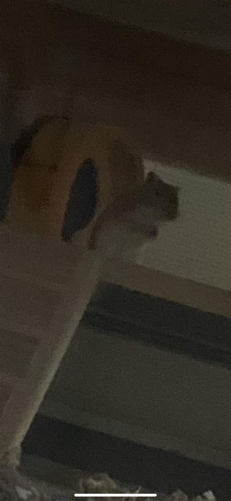 Havent Posted About Timmy And Tommy In A While Not Really Anything To