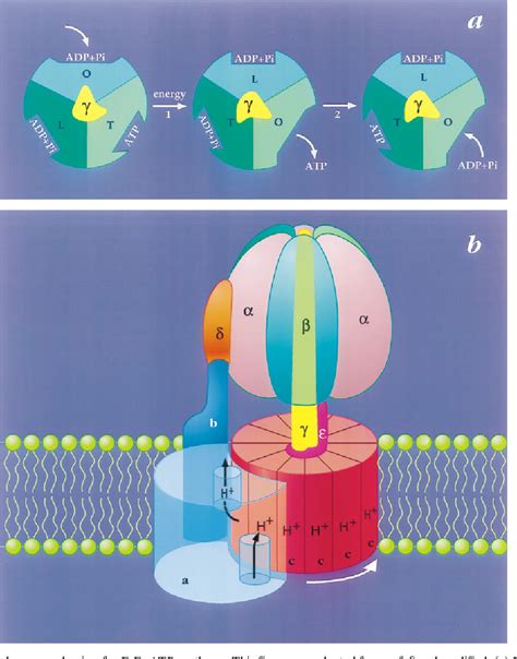 Figure 1 From Subunit Rotation In Escherichia Coli Fof1 Atp Synthase During Oxidative