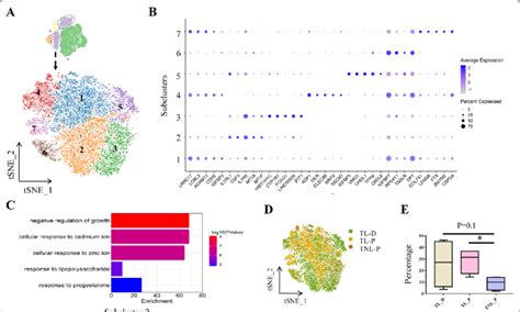 Molecular Features Of Fibroblast Subclusters Of The Human Amnion A The Download Scientific