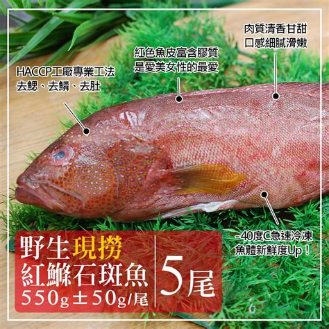 築地一番鮮 海底紅金 峇里島 大尺寸野生紅鰷石斑魚5條550g±50g條 龍蝦鮮蝦蝦仁 Yahoo奇摩購物中心