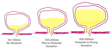 Human Bladder Volume