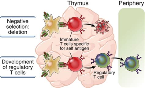 Msk Exam 1 Quiz 3 Flashcards Quizlet