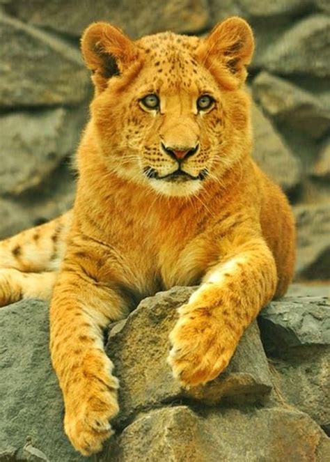 Liliger