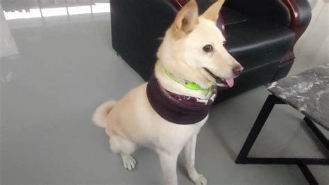 추운 겨울 일요일 오후 공장개 산책시키고 몸 녹이러 실내에 입장해서 육포 간식 먹이기 L 일요일 오후 늦게 가니 아주 난리다