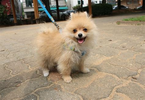 웰시코기 치와와 닥스훈트 고양이입양 요크셔테리어 토이푸들 유기견보호소 러시안블루 강아지무료분양 고양이무료분양 도그마루 보호소