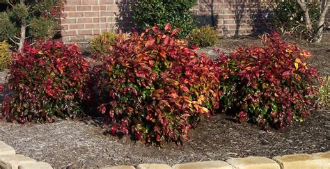 Nandina Landscaping Plants Home Landscaping Plants