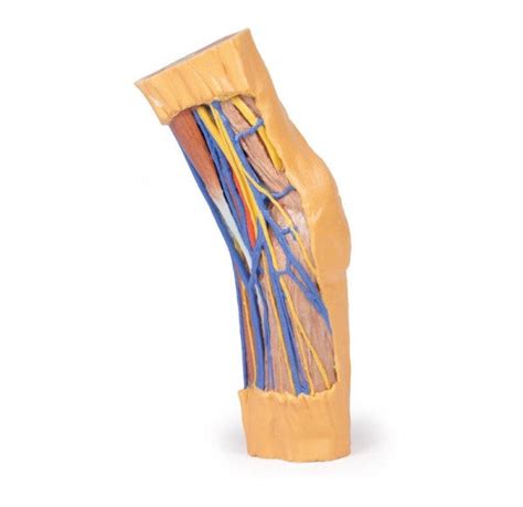 Cubital Fossa 3d Printed Anatomy Model Cubital Fossa Anatomical Models Anatomystuff