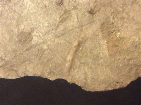 Another Burrow Fossil Id The Fossil Forum