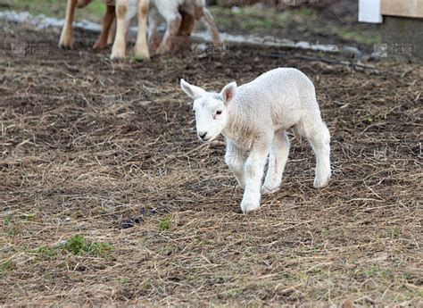 绵羊 母羊，公羊和小羊羔