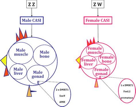 Evidence For Avian Cell Autonomous Sex Identity Casi And Implications