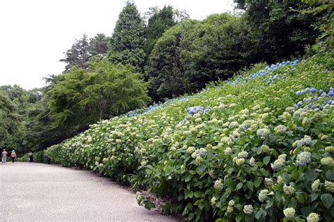 3 9 1 六甲山 森林植物園 に紫陽花を観に行って来ました十数年ぶりでしたが整備されて素晴らしい公園になっていました