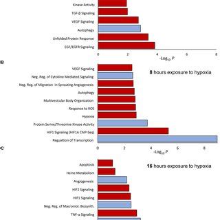 The Predicted Cellular Responses Based On The MRNA Composition Of RISC Download Scientific