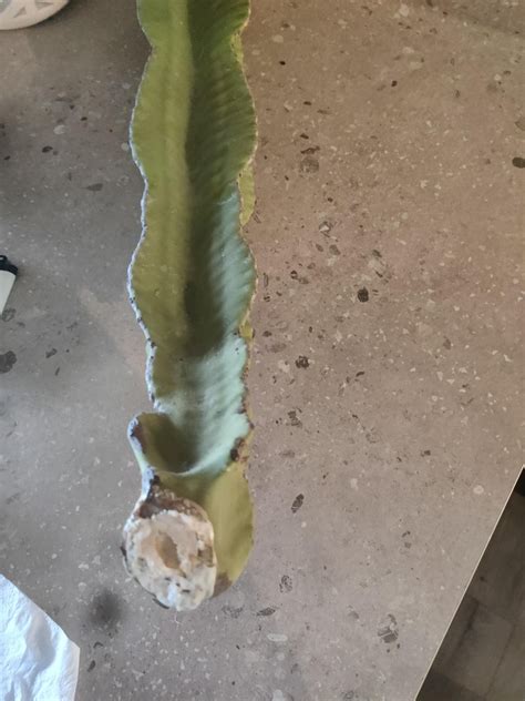 Planting And Propagating Cactus R Sanpedrocactus