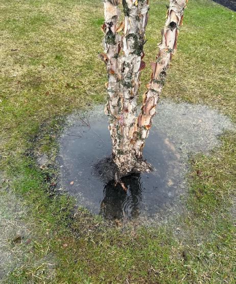Flooding Around My Tree What To Do Landscape And Maintenance By Mike