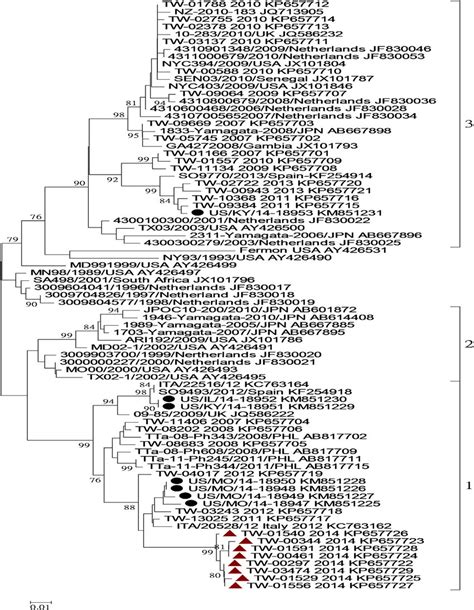 phylogenetic analysis of partial vp1 gene sequence nucleotides