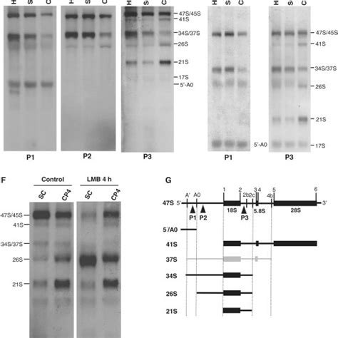 Schematic Representation Of The Human Pre Rrna Processing Pathways The Download Scientific