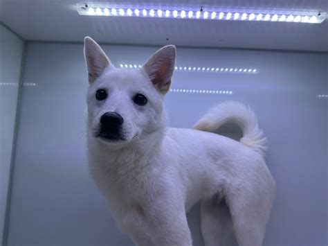 믹스견 설이 푸숑책임분양 노르웨이숲책임분양 데본렉스책임분양 뱅갈책임분양 샴책임분양 셀커크렉스책임분양 스핑크스책임분양 아메리칸숏헤어책임분양 아메리칸컬책임분양 아비시니안책임분양