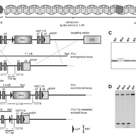 Gene Targeting Strategy A Schematic Representation Of Filamin C Download Scientific Diagram