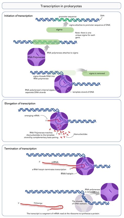 Dna To Mrna Sequence Example