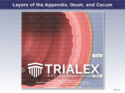 Layers Of The Appendix Ileum And Cecum Trialquest Inc