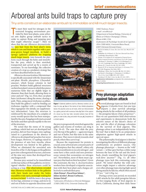 pdf insect behaviour arboreal ants build traps to capture prey