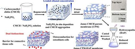 用于骨缺损修复的止血成骨集成 Janus 羧甲基甲壳素 羟基磷灰石多孔膜 Carbohydrate Polymers X Mol