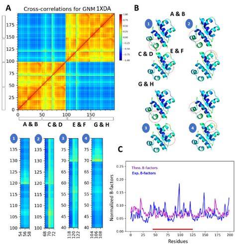 Gaussian Network Model GNM Analysis Results For 1XDA Structure A