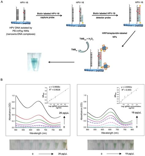 A Magnetic Nanowire Based Colorimetric Assay For Hpv Dna Detection