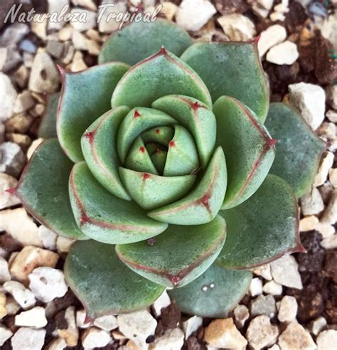 Fotografía y ficha técnica descriptiva de la planta suculenta ...