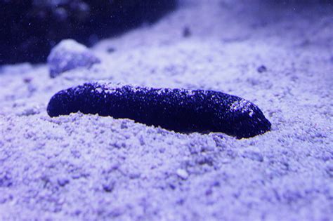 クロナマコのページ私の愛するいきもの展すみだ水族館