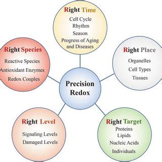 Redox Status Of Different Cellular Compartments Based On The Redox Download Scientific Diagram