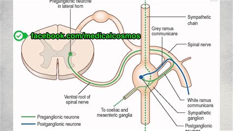 Sympathetic Nervous System Ganglion Connections YouTube