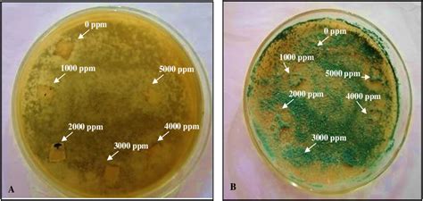 Figure 1 From Counter Effect Of Trichoderma Harzianum Rifai Against Cr Vi Semantic Scholar