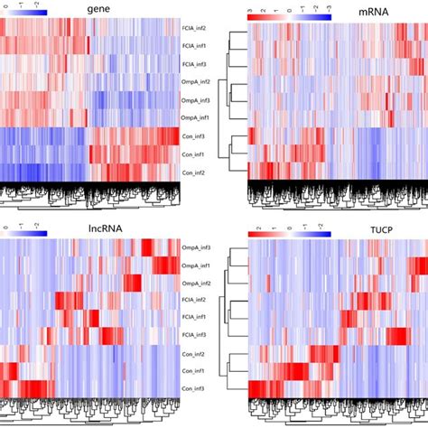 Heat Map Cluster Of Genes And Transcripts Mrna Lncrna And Tucp In 3