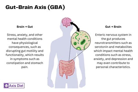 How Gut Bacteria Influences Mental Health Gut Brain Axis Axis Diet