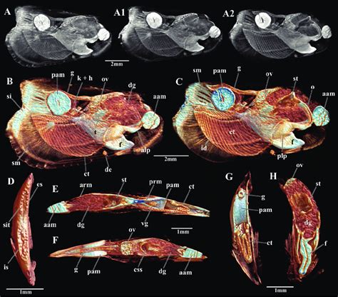 3d Volume Rendering Based On The Micro Ct Dataset Of Pandora Pinna