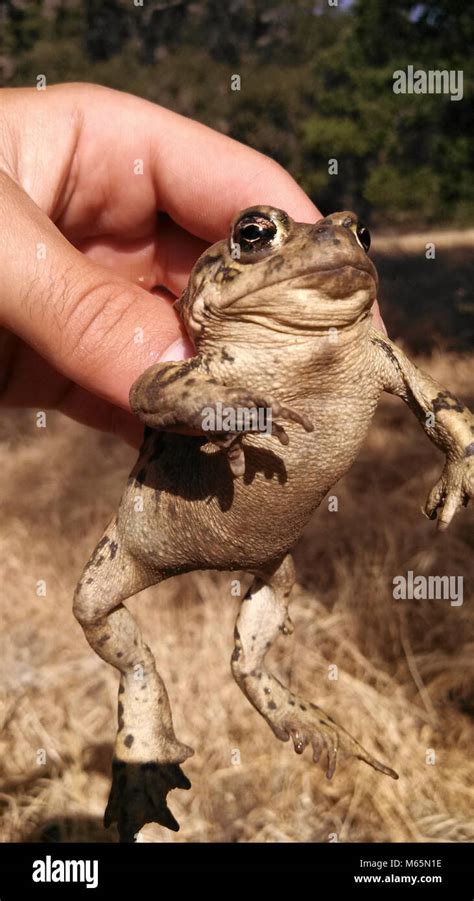 California Toad A Common Species Occupying A Wide Variety Of Habitats