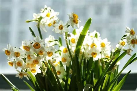 冬季室内适合养哪些植物这8种耐寒花卉花美适宜南方秋冬养殖 花儿谷