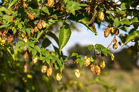 Raspberry Crown Borer Protecting Your Raspberry Plants Planters Realm