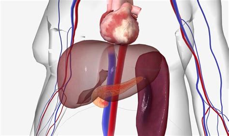Premium Photo Hypertriglyceridemia Is A Common Condition Characterized By High Levels Of