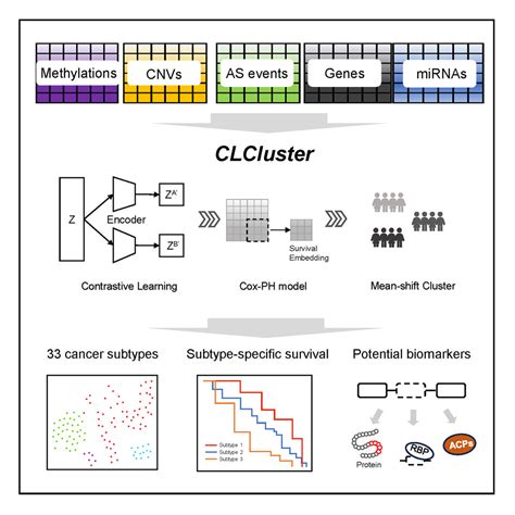 Clcluster A Redundancy Reduction Contrastive Learning Based Clustering Method Of Cancer Subtype