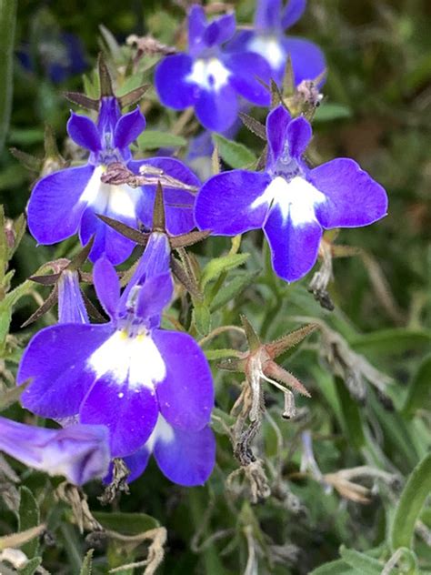 576634 Bc 37 A6 4942 Afef A79 E1346 D2 C6 Hosted At Imgbb — Imgbb