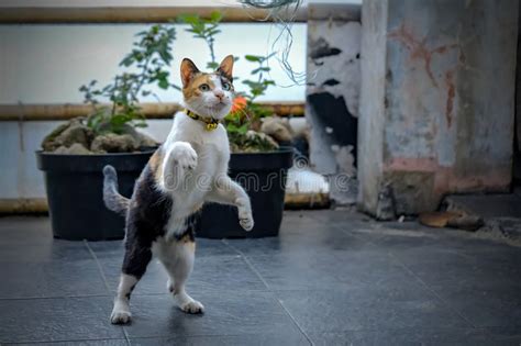 Calico Cat Scratching Itching Ear Standing Up Stock Image Image Of
