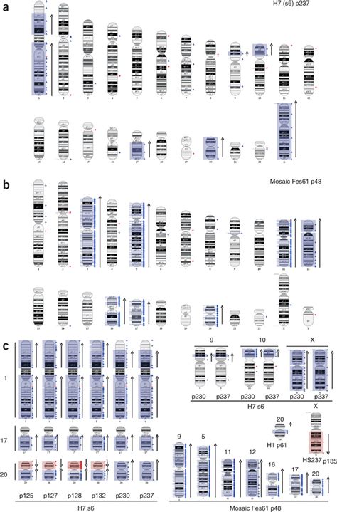 Chromosomal Abnormalities Detecteda The Array Karyotype Of The